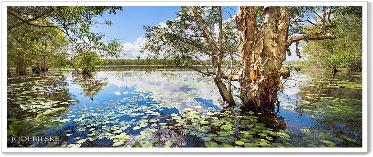 PAPERBARK & LILIES, MANTON DAM - DW011 – Jodi Bilske Creatives